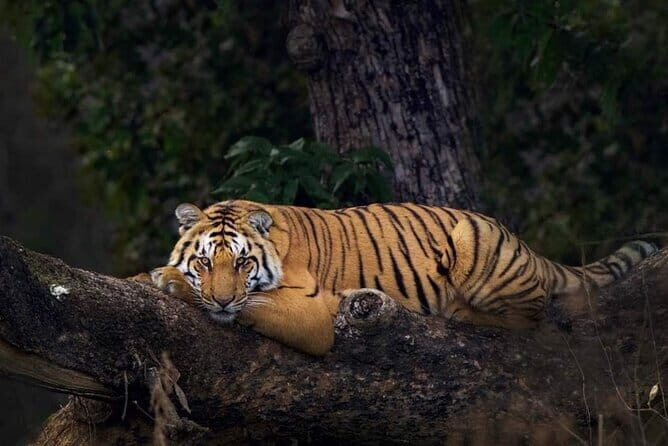 Ahmedabad to Jim Corbett: 3-Day Double Safari Wildlife Tour - FAQ