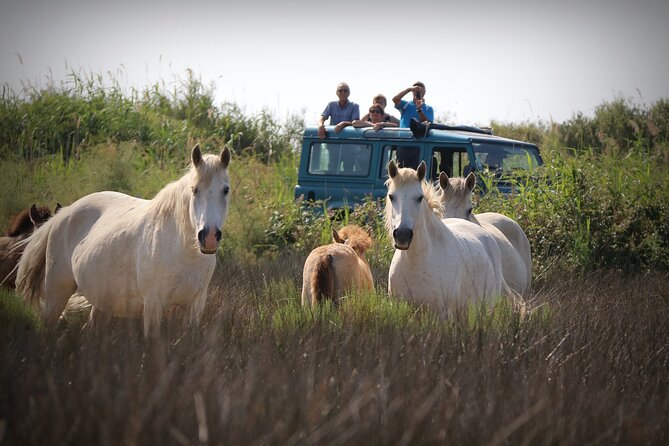 Aigues Mortes: 4x4 photo safari in the Camargue - Key Points
