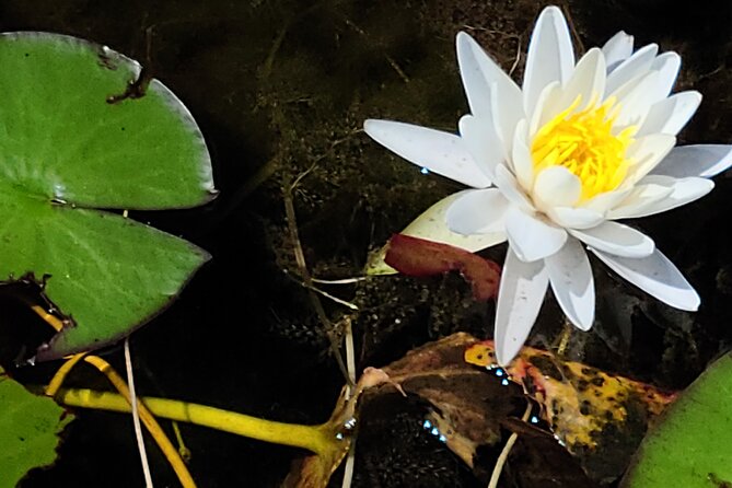 Air Boat Tour of Palm Beach in The Swamp Monster - Booking and Cancellation Policy