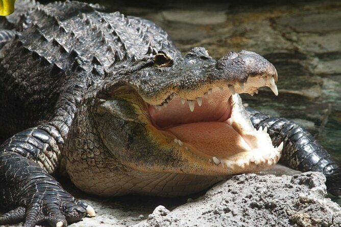 Airboat Rides in Fort Lauderdale Captain Wayne - What makes this tour stand out