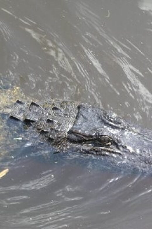 Airboat Tour of Louisiana Swamps - An In-Depth Look at the Louisiana Swamp Airboat Tour
