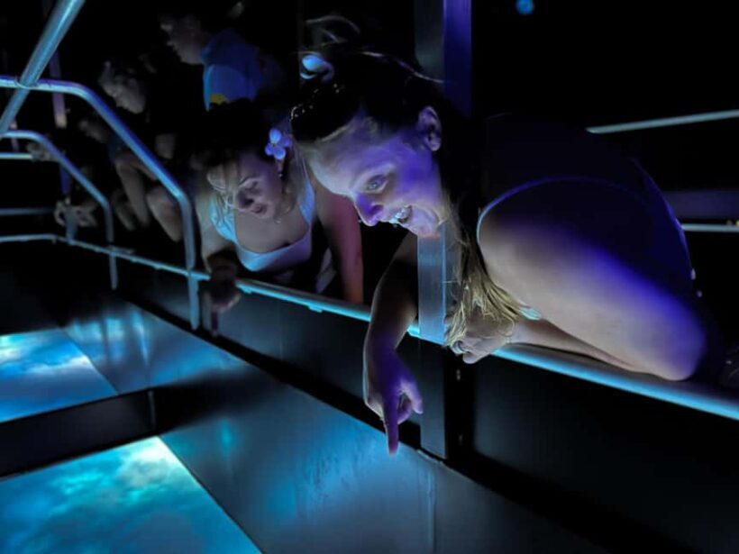 Airlie Beach: Glass-Bottom Boat Night Tour - The Marine Life You’ll Encounter