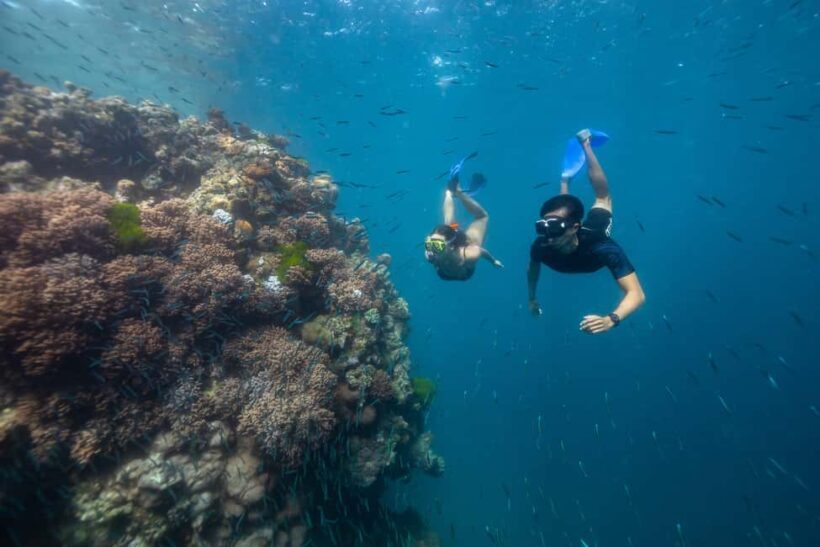 Airlie Beach: Great Barrier Reef Snorkel from Shute Harbour - Key Points