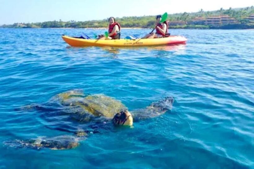 Airlie Beach: Half Day Turtle Tour Sea Kayaking Adventure - An Authentic Marine Experience in Airlie Beach