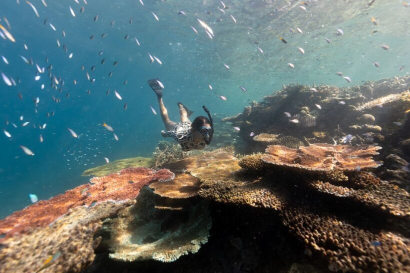 Airlie Beach: Outer Great Barrier Reef Snorkeling Day Trip - Key Points