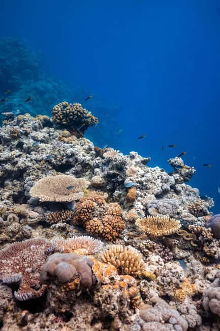 Airlie Beach: Outer Great Barrier Reef Snorkeling Day Trip - Practical Tips for Travelers