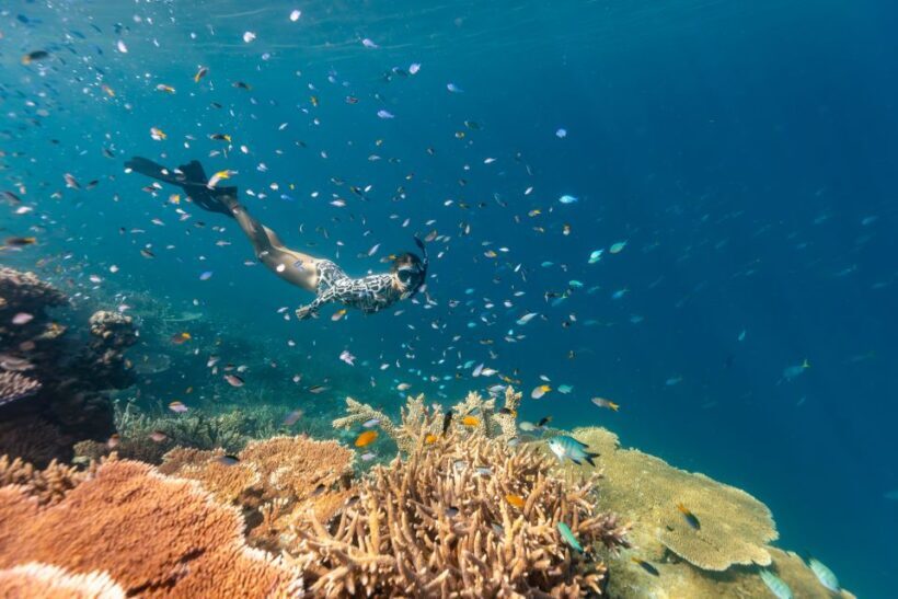 Airlie Beach: Outer Great Barrier Reef Snorkeling Day Trip - FAQ