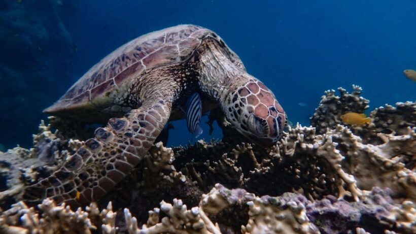 Airlie Beach: Whitsunday Islands Sailing, SUP & Snorkel Tour - Food and Drinks: Quality and Flexibility