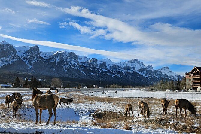 Airport Pickup & Private Tour from Calgary to The Rockies! - Key Points