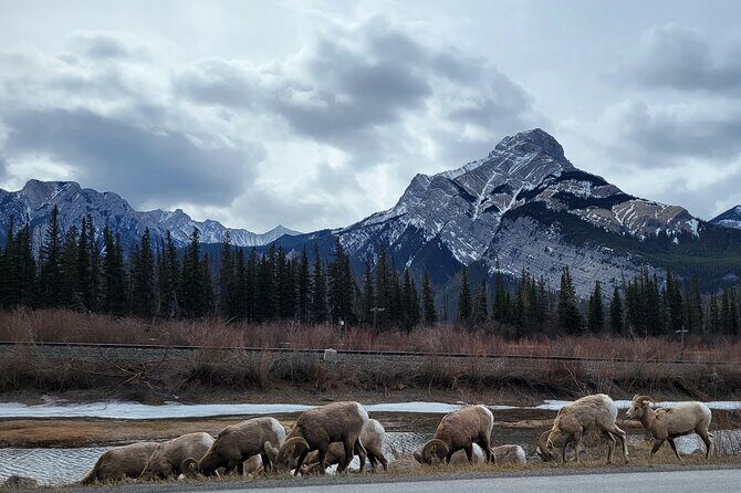 Airport Pickup & Private Tour from Calgary to The Rockies! - Final Thoughts