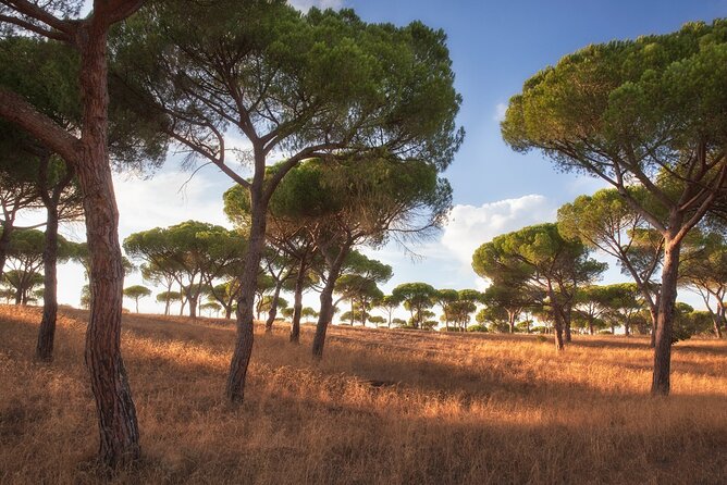 Airport Private Transfer to Fátima | Tomar | Nazaré - Preparing for Your Airport Transfer