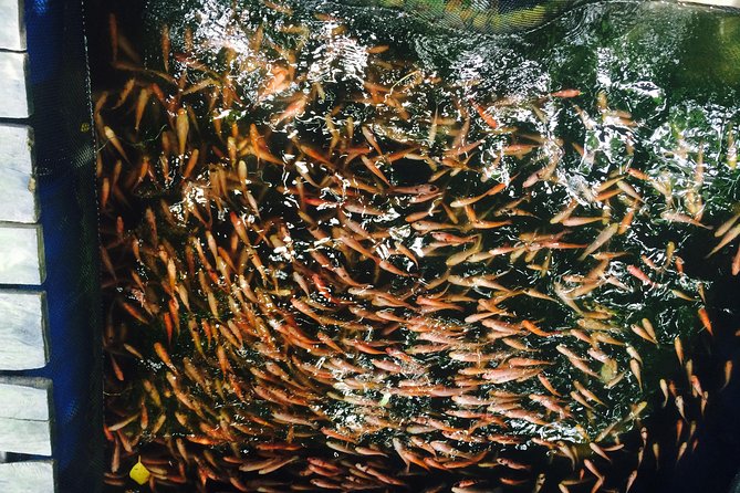 Airport Transfer by Hikkaduwa Taxi Service - The Sum Up: Who Benefits Most from This Transfer?