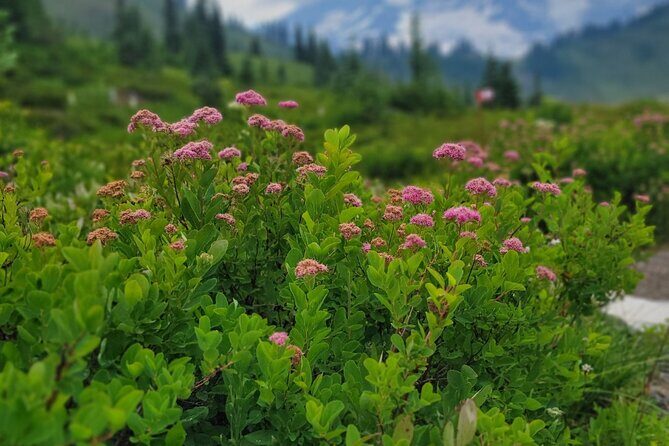 AirPort Transfer Sprinter Van 14 Seats. - Frequently Asked Questions