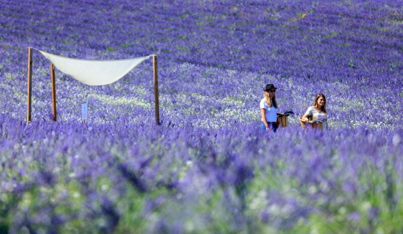 Aix-en-Provence: Lavender Fields Visit - Key Points