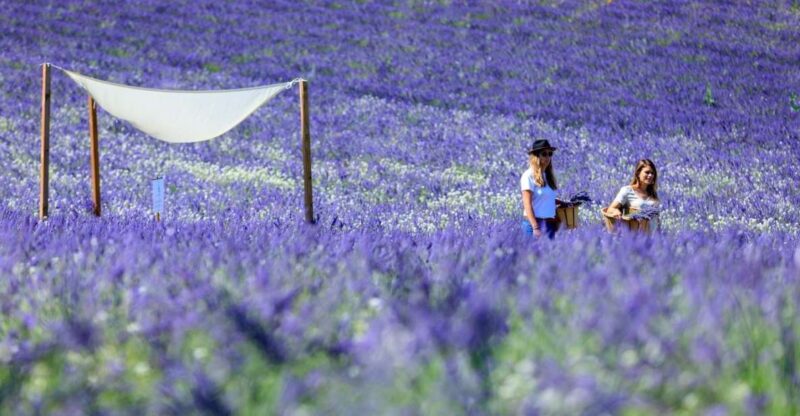 Aix-en-Provence: Lavender Fields Visit - Season and Visiting Hours
