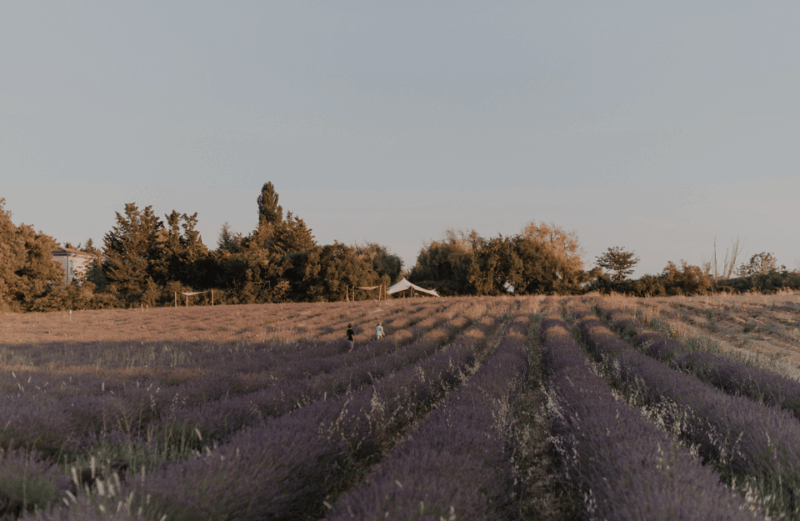 Aix-en-Provence: Lavender Fields Visit - Dining and Refreshments