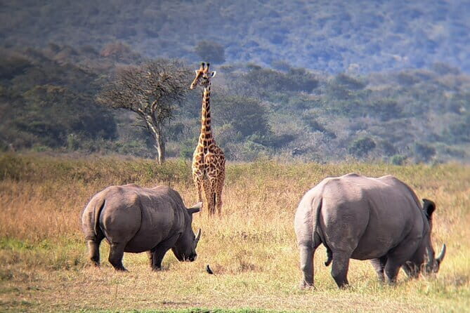 Akagera Safari Ride Share 1 Day Adventure - Timing and Pacing