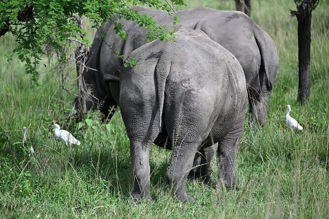 Akagera Safari Ride Share 1 Day Adventure - Who Should Consider This Tour?