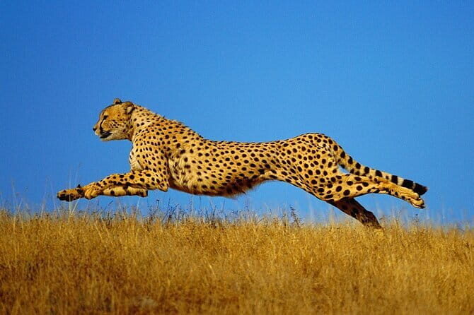 Akagera Safari Ride Share 1 Day Adventure - The Sum Up: Who Will Love This Safari?