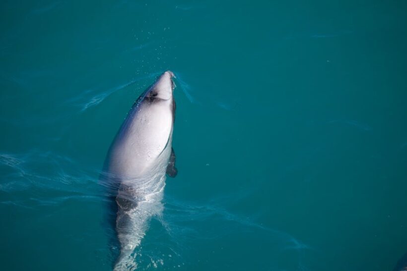 Akaroa: 4WD Safari and Guided Sea-Kayaking Experience - Key Points