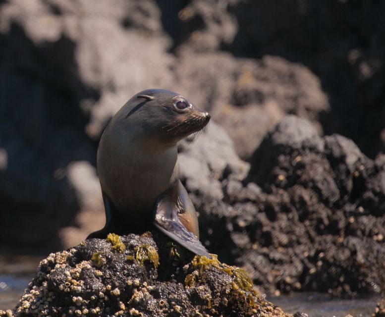 Akaroa: 4WD Safari and Guided Sea-Kayaking Experience - The Practical Details