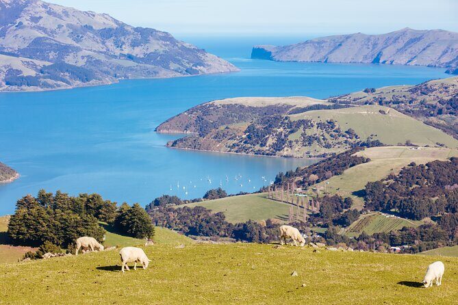 Akaroa & Banks Peninsula tour from Lyttelton (Shore Excursion) - Final Thoughts