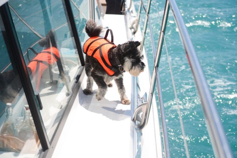 Akaroa: Dolphin Nature Cruise - An In-Depth Look at the Akaroa Dolphin Nature Cruise
