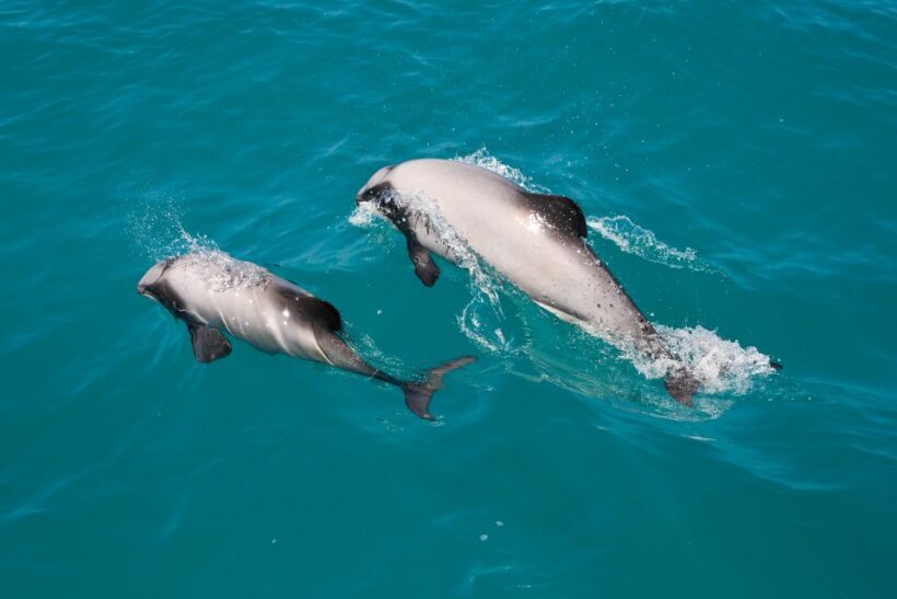 Akaroa: Dolphin Nature Cruise - Final Thoughts: Is This Experience Worth It?