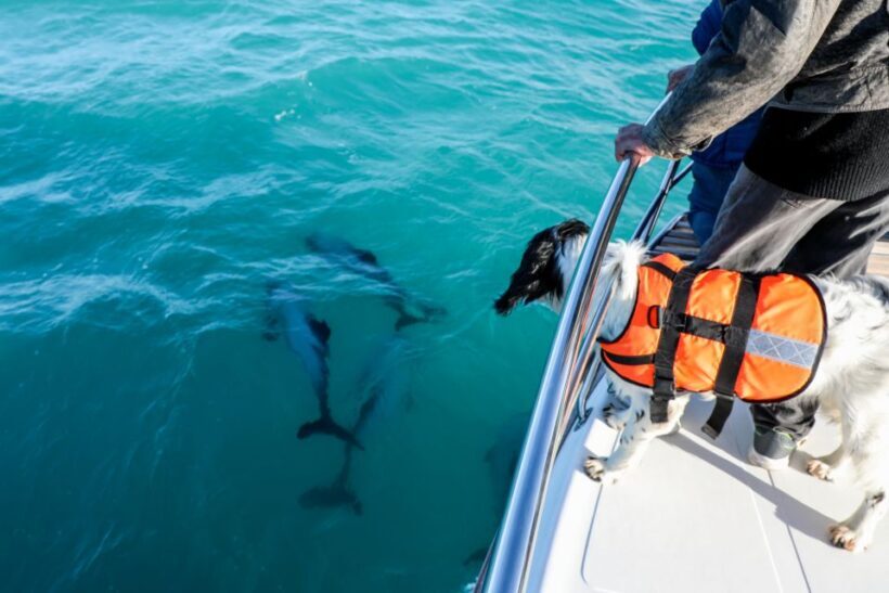 Akaroa: Dolphin Nature Cruise - FAQ
