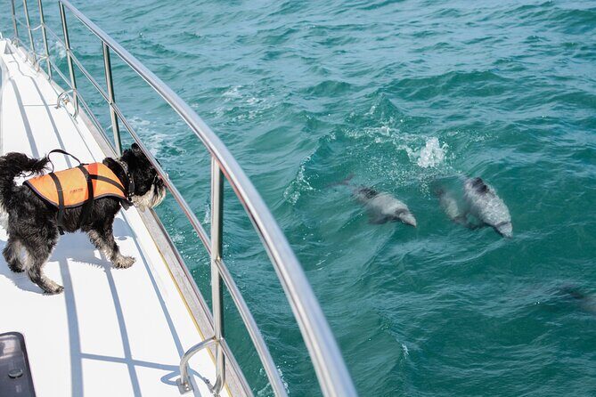 Akaroa Dolphins ~ Harbour Nature Cruise - Why Choose the Akaroa Dolphins Harbour Nature Cruise?