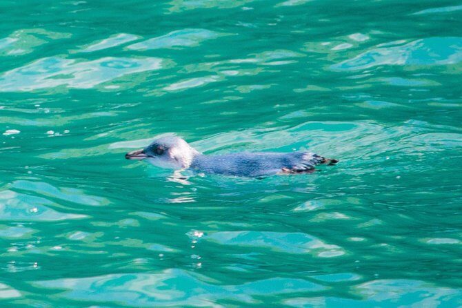 Akaroa Dolphins ~ Harbour Nature Cruise - Value for Money