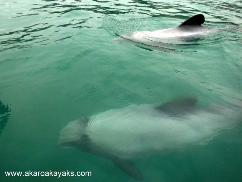 Akaroa: Guided Sunrise Sea Kayaking Tour - A Detailed Look at the Akaroa Sunrise Sea Kayaking Experience