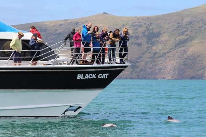 Akaroa Harbour Nature Cruise - Who Should Consider This Tour?