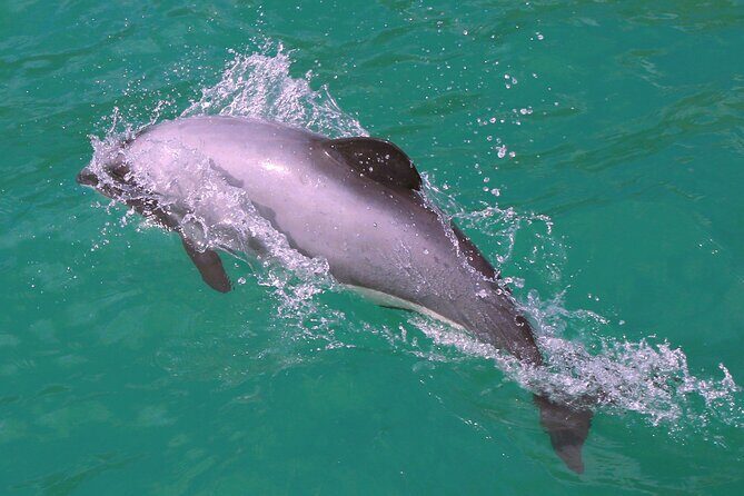 Akaroa Harbour Nature Cruise - FAQ