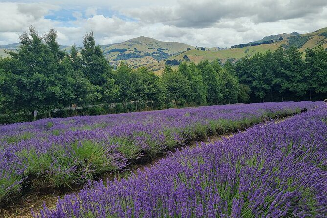 Akaroa Lavender Seasonal Guided Tour Experience - An In-Depth Look at the Akaroa Lavender Tour