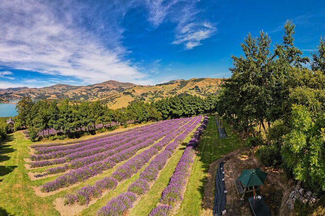 Akaroa Lavender Seasonal Guided Tour Experience - Final Thoughts: Is It Worth It?
