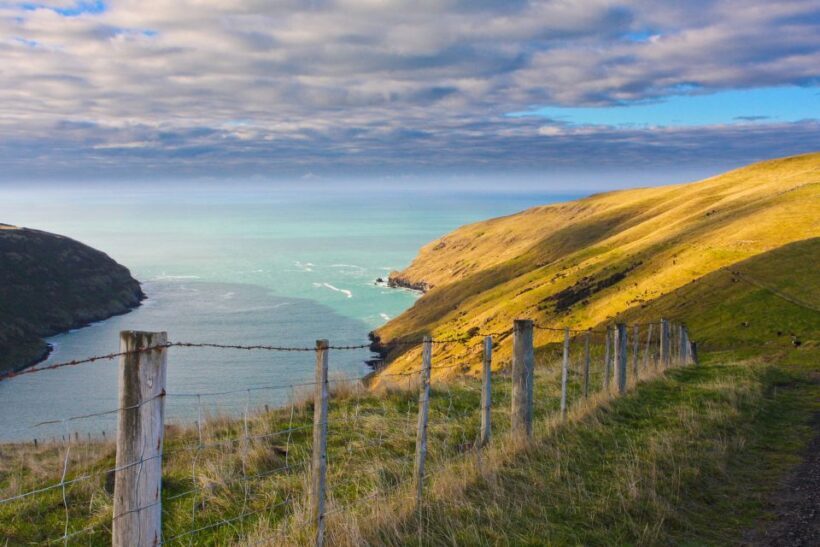 Akaroa: Pohatu Little Penguins 3-Hour Evening Experience - An In-Depth Look at the Experience