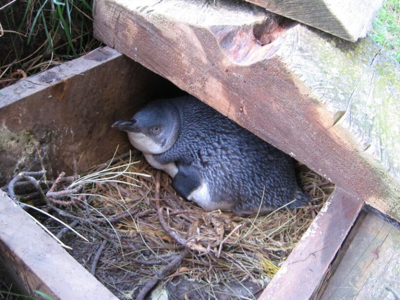 Akaroa: Pohatu Little Penguins 3-Hour Evening Experience - Real Reviews from Past Participants
