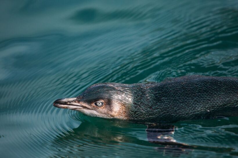 Akaroa: Pohatu Little Penguins 3-Hour Evening Experience - FAQ