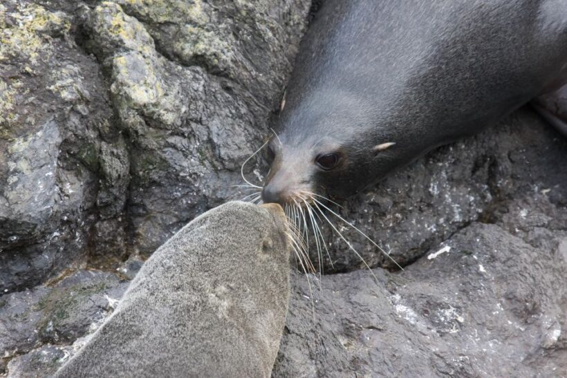 Akaroa: Pohatu Penguins Scenic Nature 2-Hour or 4-Hour Tour - Wildlife and Conservation Focus