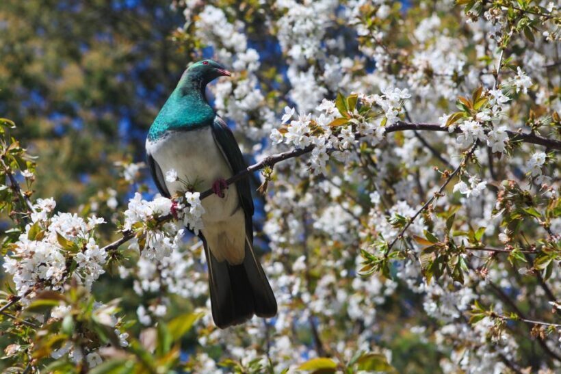 Akaroa: Pohatu Penguins Scenic Nature 2-Hour or 4-Hour Tour - Extended 4-Hour Tour and Additional Highlights