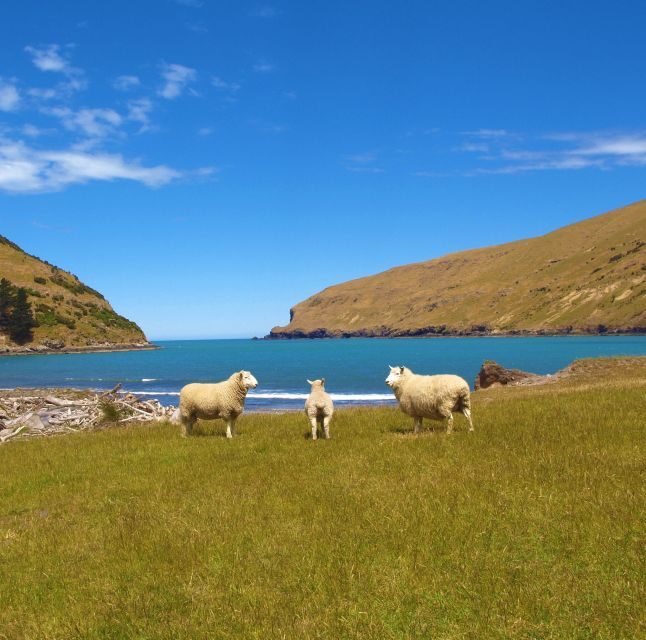 Akaroa: Pohatu Penguins Scenic Nature 2-Hour or 4-Hour Tour - Practicalities and Value