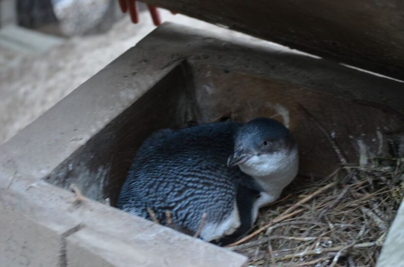 Akaroa: Pohatu Penguins Scenic Nature 2-Hour or 4-Hour Tour - The Experience in Context