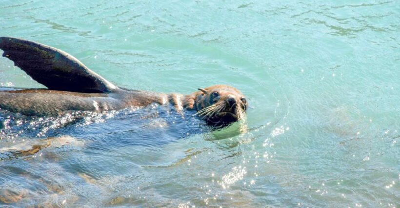 Akaroa: Pohatu Penguins Scenic Nature 2-Hour or 4-Hour Tour - Frequently Asked Questions
