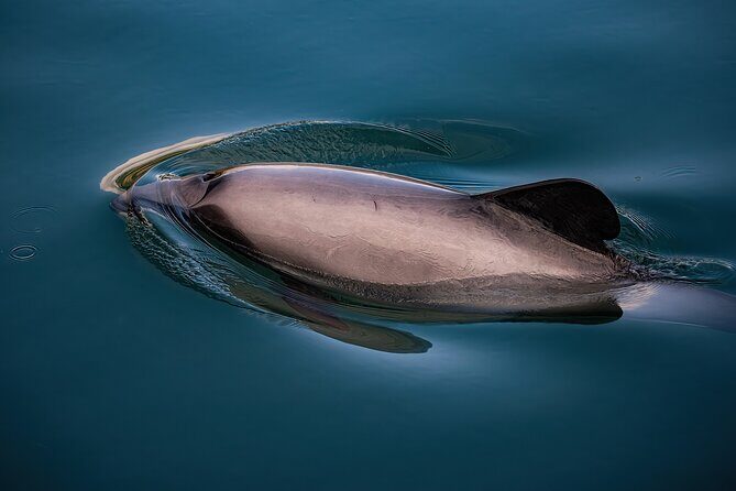 Akaroa Private Day Tour From Christchurch (Carbon Neutral) - Authenticity and value