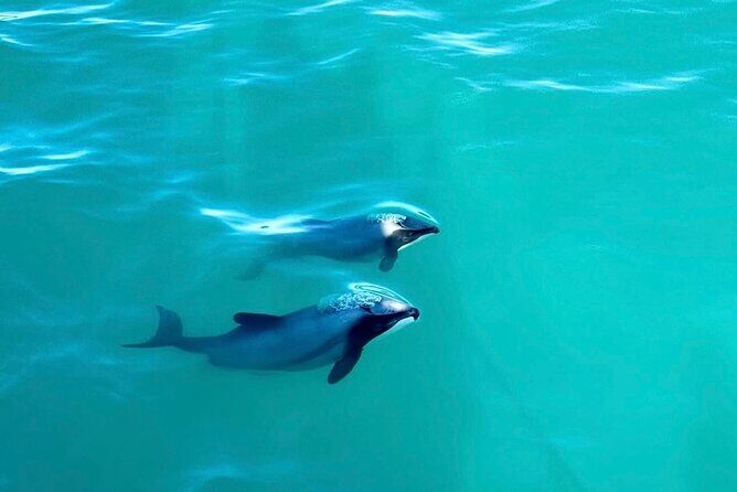 Akaroa Private Day Tour from Christchurch - Who Will Love This Tour?