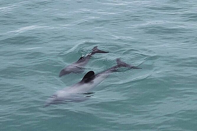 Akaroa Private Day Trip From Christchurch - Practical Details and What to Expect
