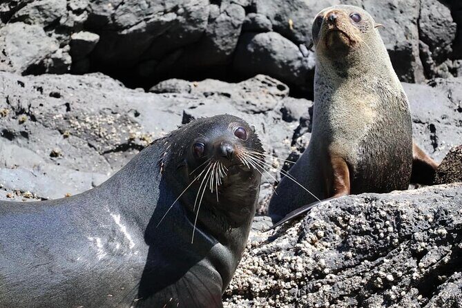 Akaroa Private Day Trip From Christchurch - FAQs