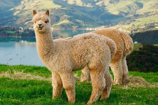 Akaroa Private Group Day Trip from Christchurch - Final Thoughts: Why Choose This Tour?