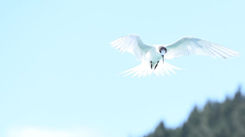 Akaroa: Scenic Coastline Wildlife Cruise - Key Points
